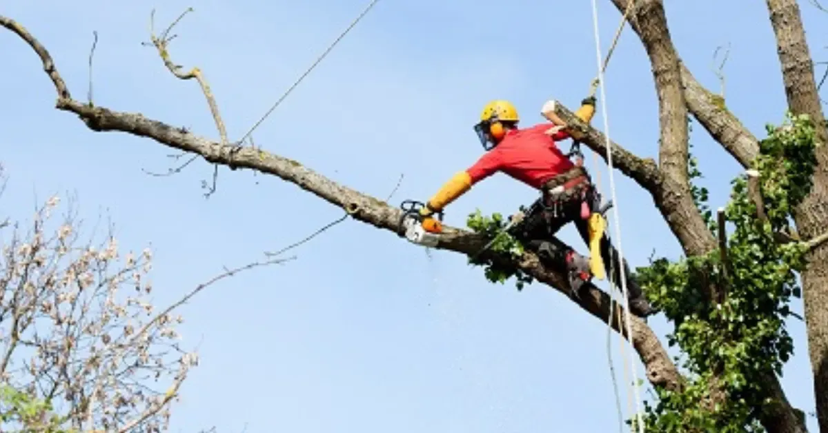 Property Cleanup Services | Storm Debris, Yard Waste & Tree Removal